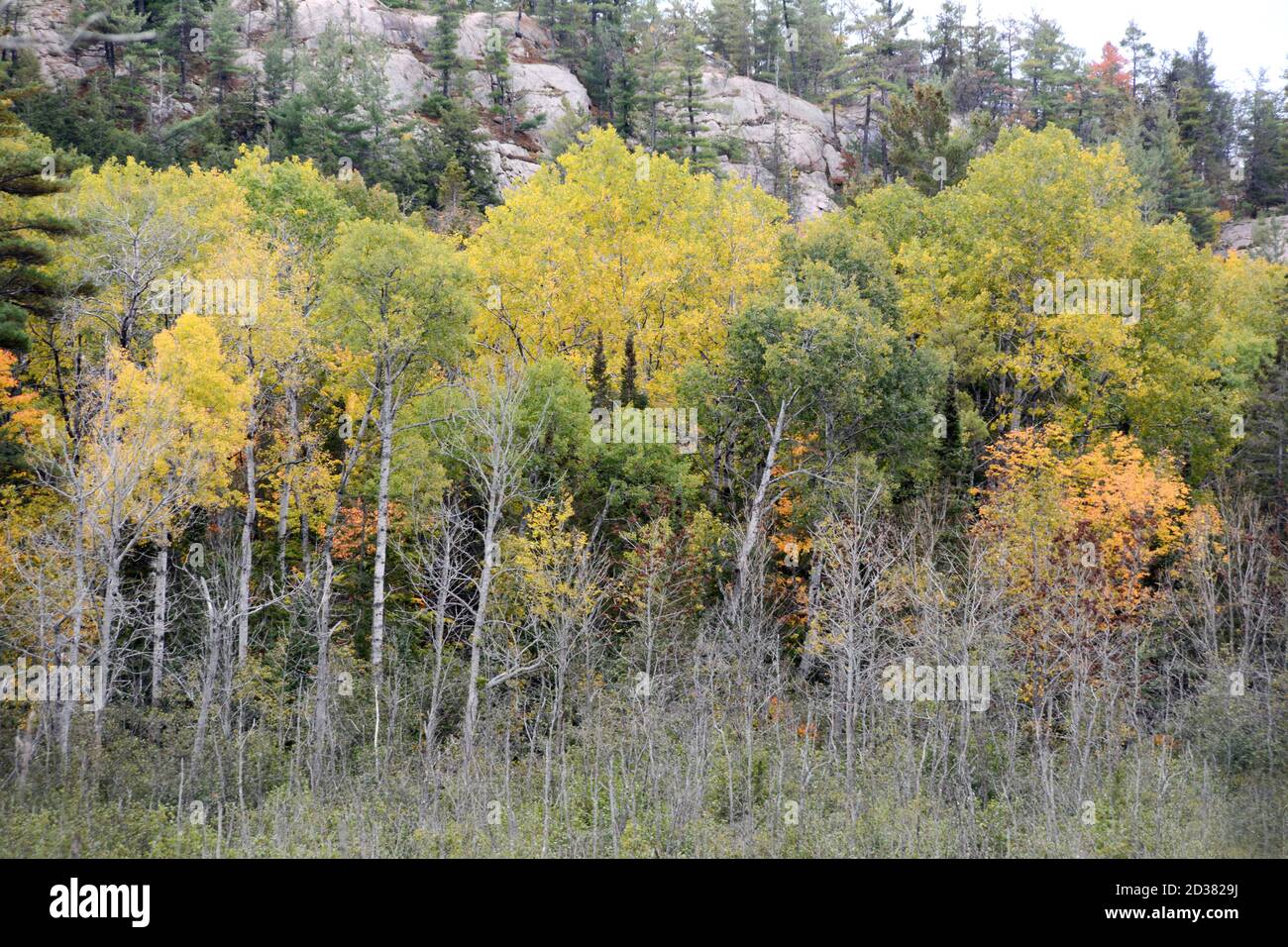 Autumn tree colours in a mixed coniferous and deciduous forest amid the ...