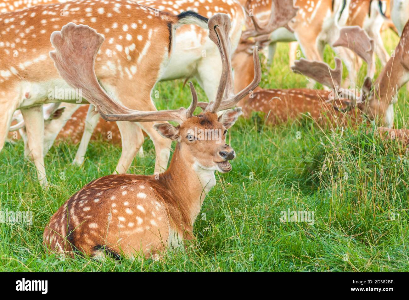Laughing roe deer Stock Photo - Alamy
