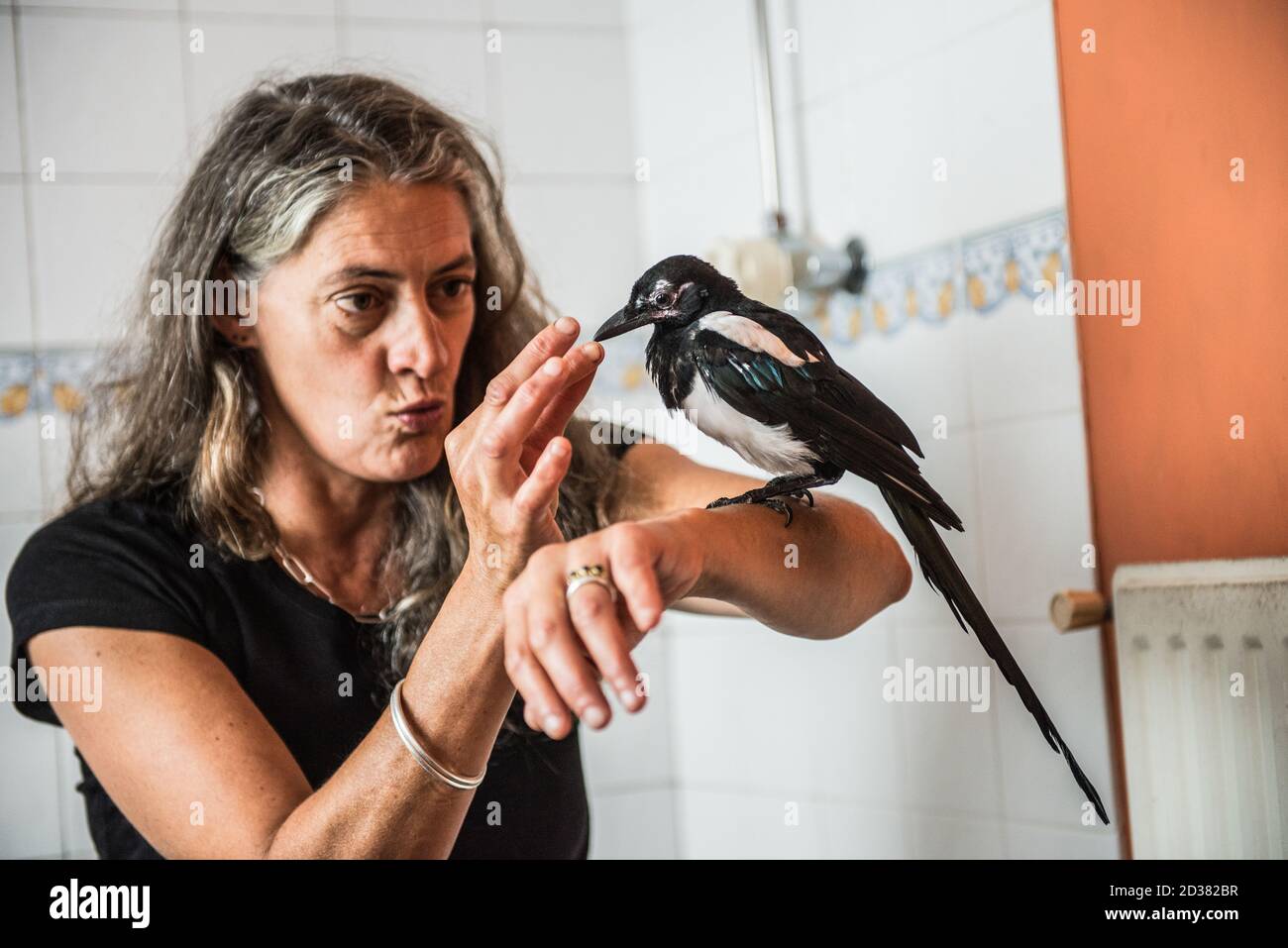 Baby magpie hi-res stock photography and images - Alamy