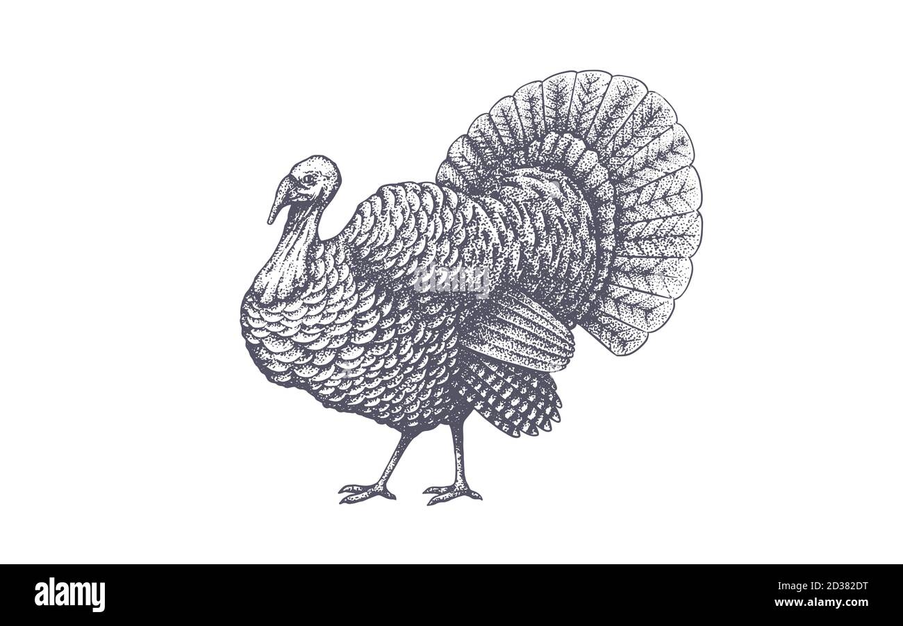 Turkey. Vintage retro print Stock Vector Image & Art - Alamy