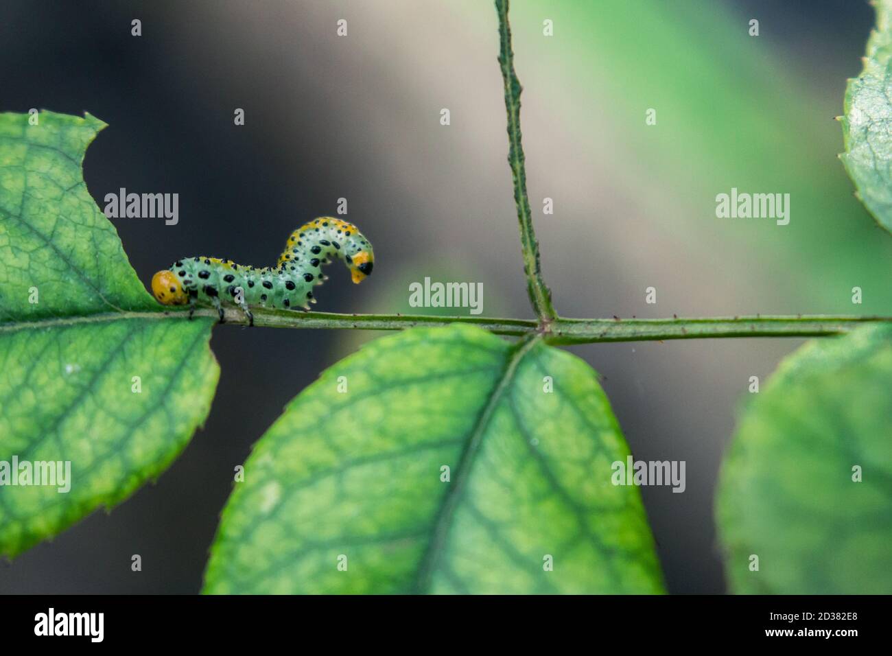 Eating Insects High Resolution Stock Photography and Images - Alamy