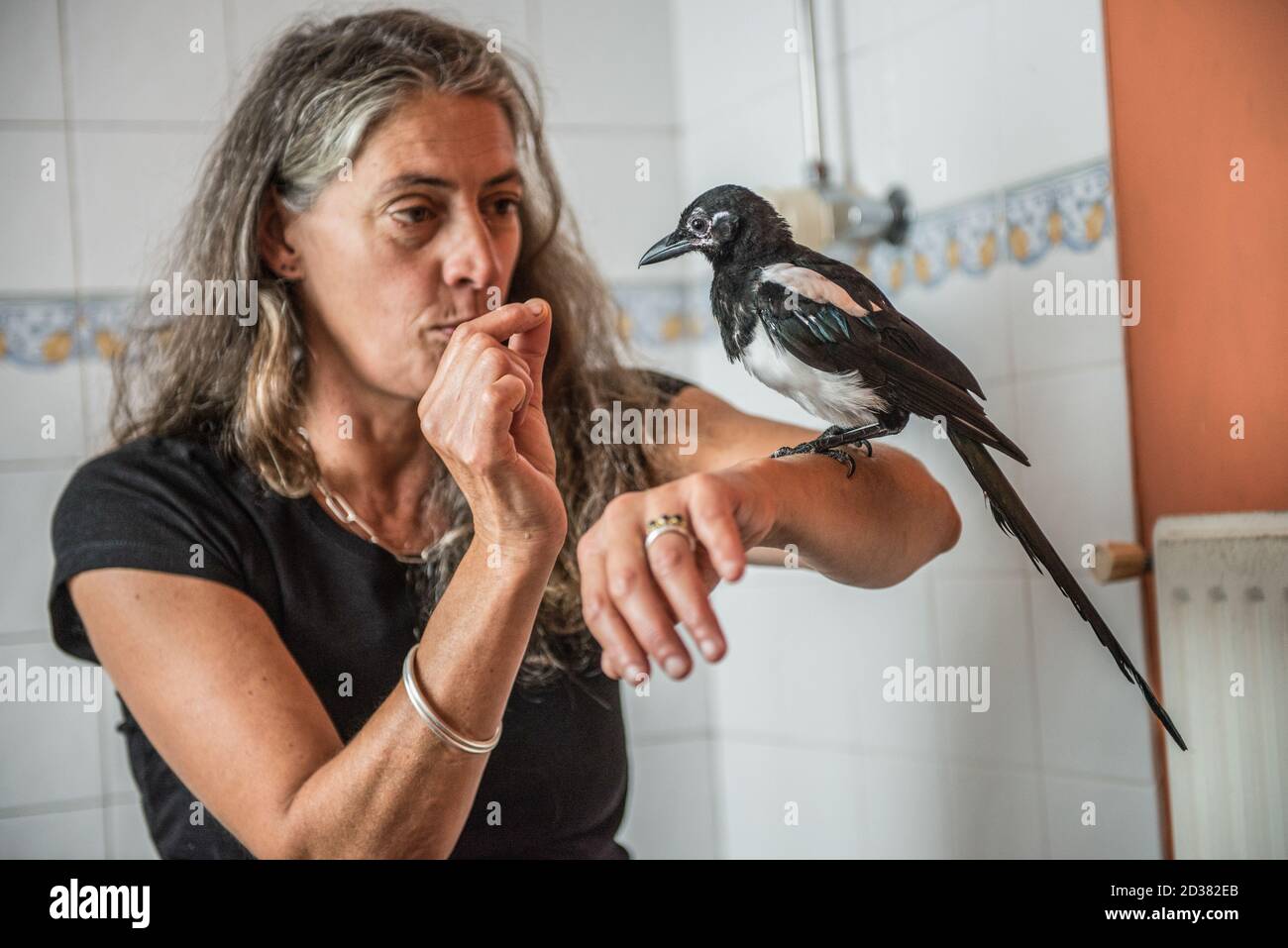 Human imprint on wild bird hi-res stock photography and images - Alamy
