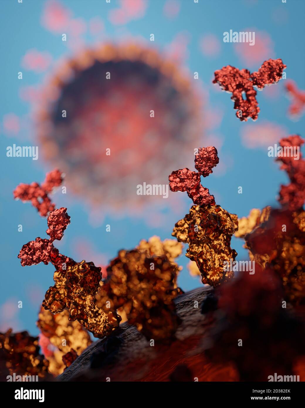 Human antibodies (igG and igM) attacking a Corona virus (SARS-CoV-2 ...