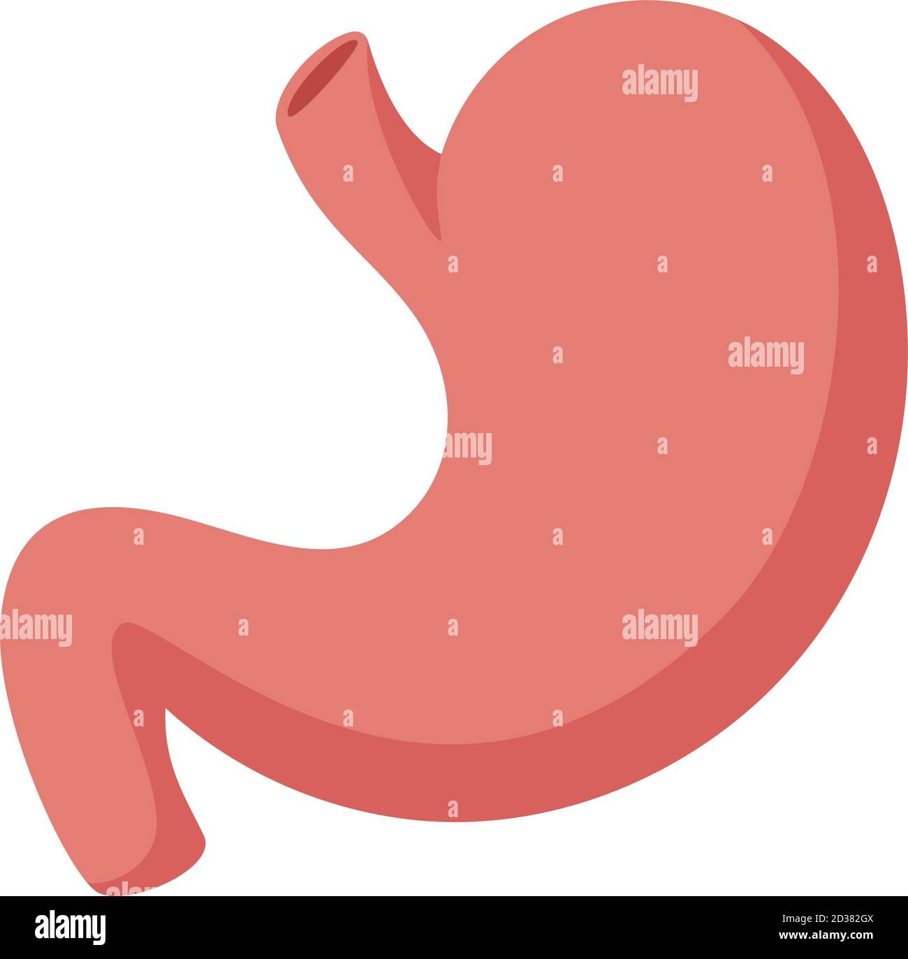 Human stomach for study book isolated on white background. Stomach and ...