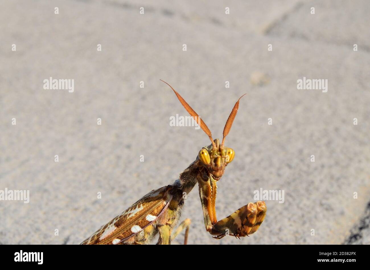 Insect Mantis Religiosa Stock Photo - Alamy