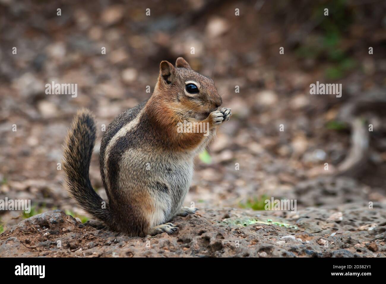Chipmunk population hi-res stock photography and images - Alamy