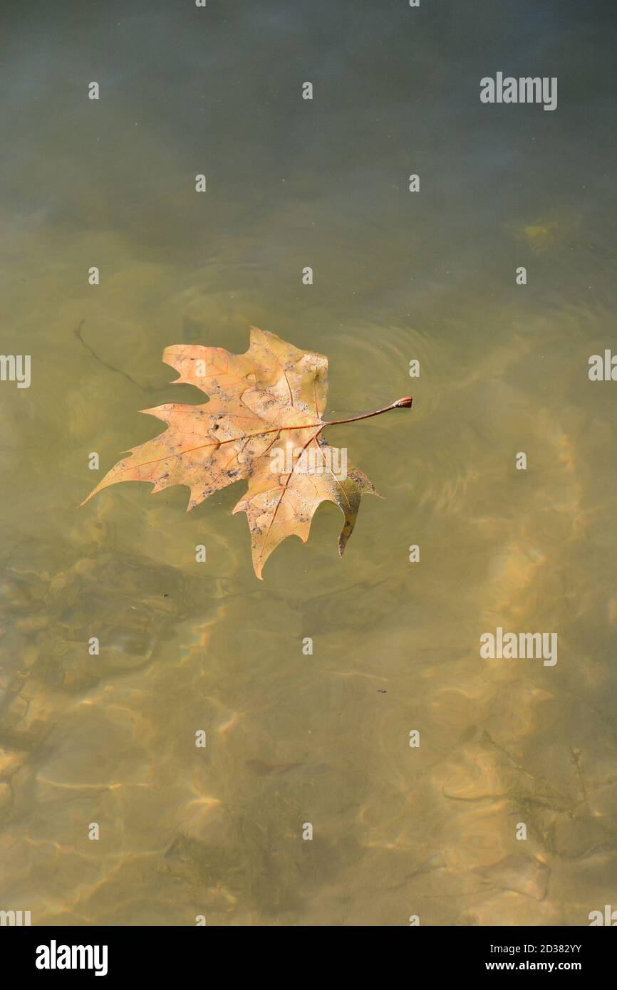 Single Maple Leaf Floating Stock Photo - Alamy
