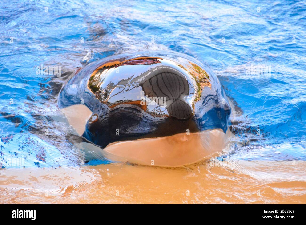 Mammal Orca Killer Whale Fish Stock Photo - Alamy