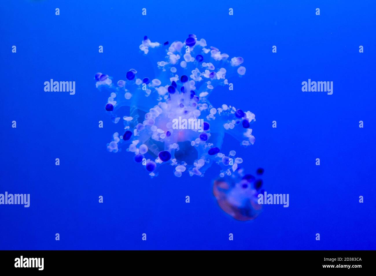 Jellyfish Dangerous Poisonous Medusa Stock Photo - Alamy