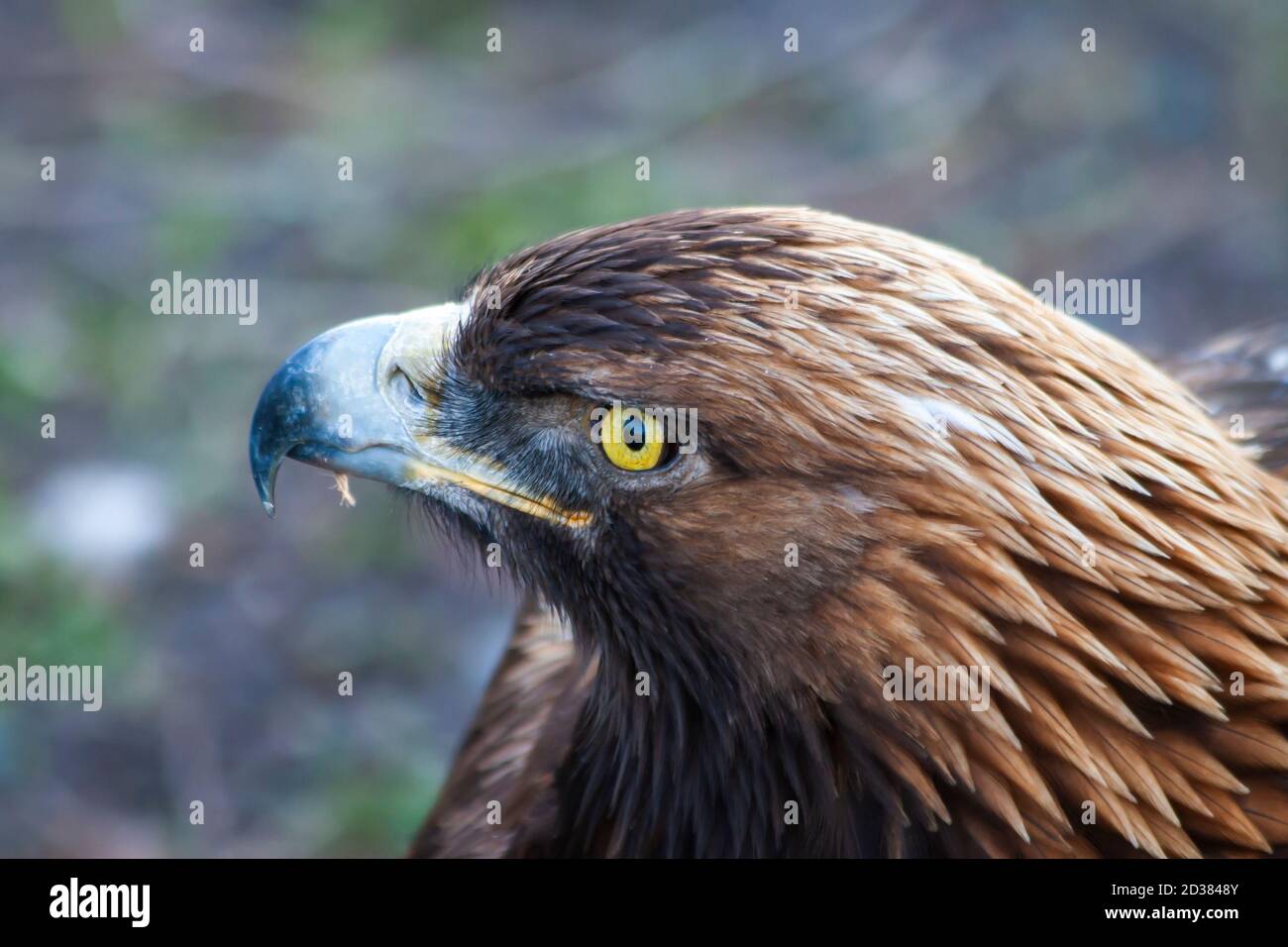 Golden eagle wing structure hi-res stock photography and images - Alamy