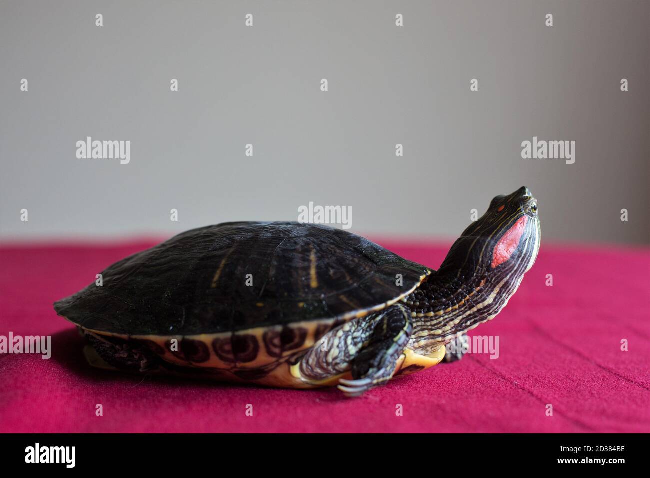 Slider Turtle High Resolution Stock Photography and Images - Alamy