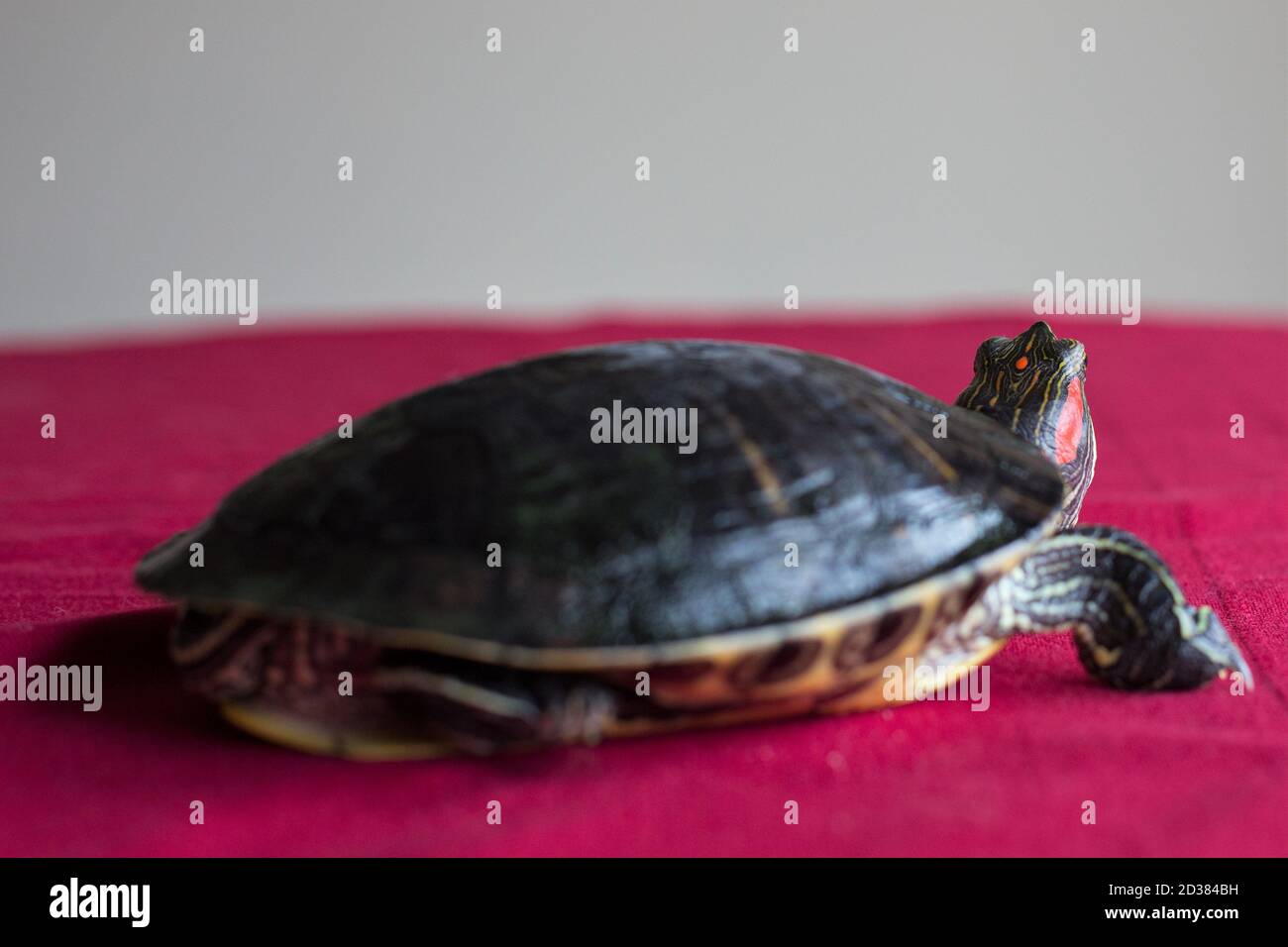 Slider Turtle High Resolution Stock Photography and Images - Alamy