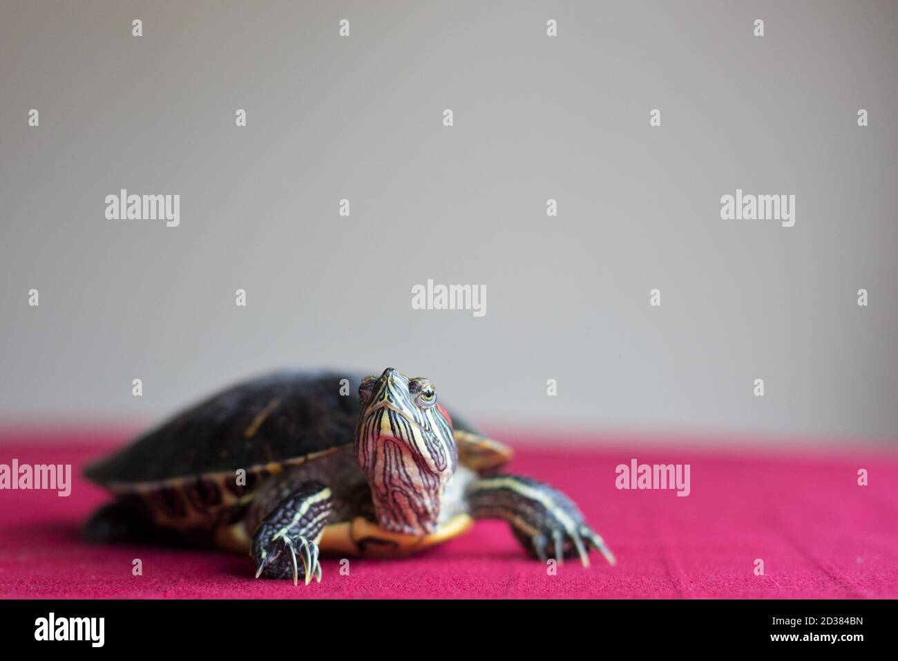 Slider Turtle High Resolution Stock Photography and Images - Alamy