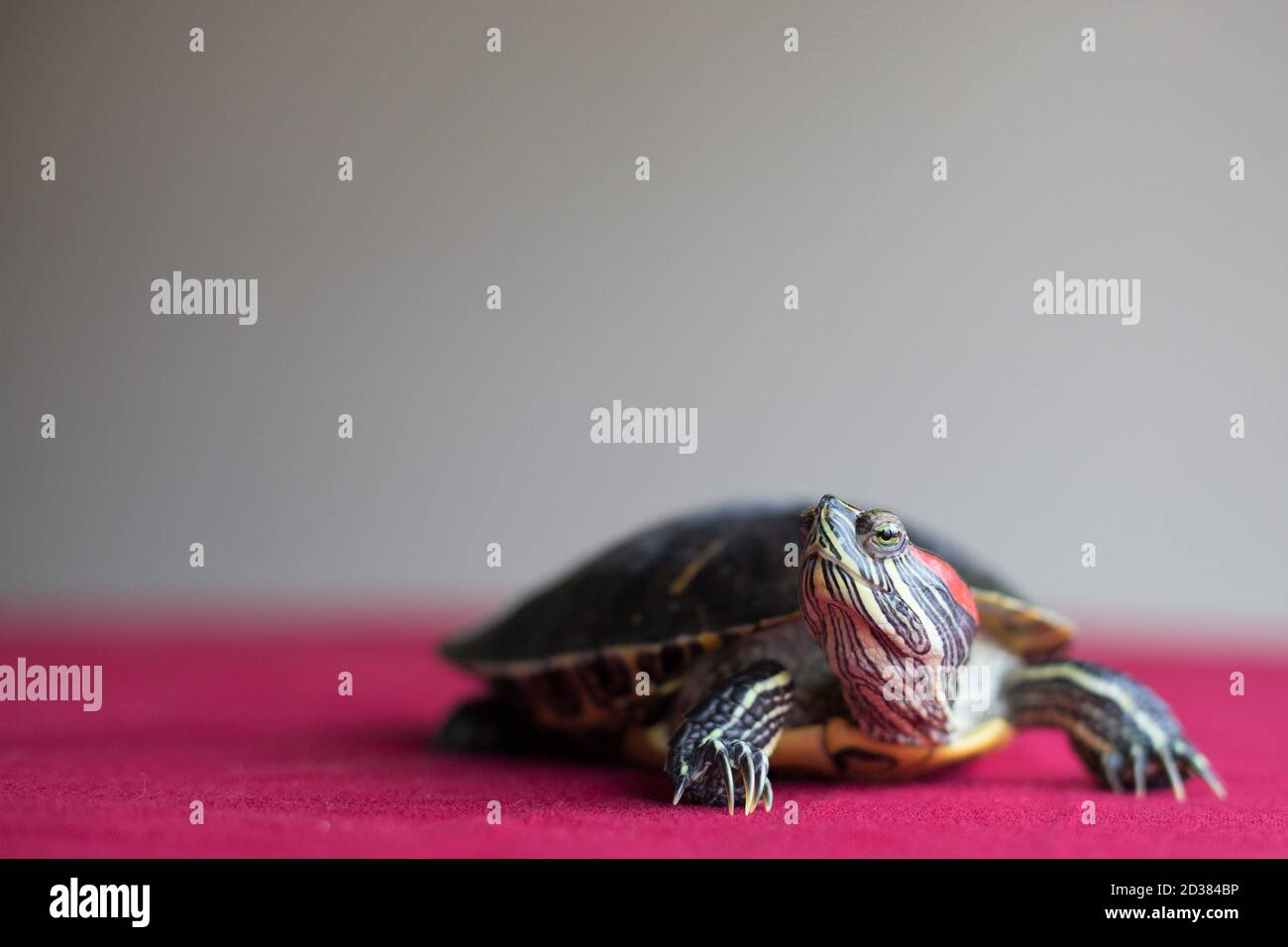 Portrait of a red-eared slider turtle Stock Photo - Alamy