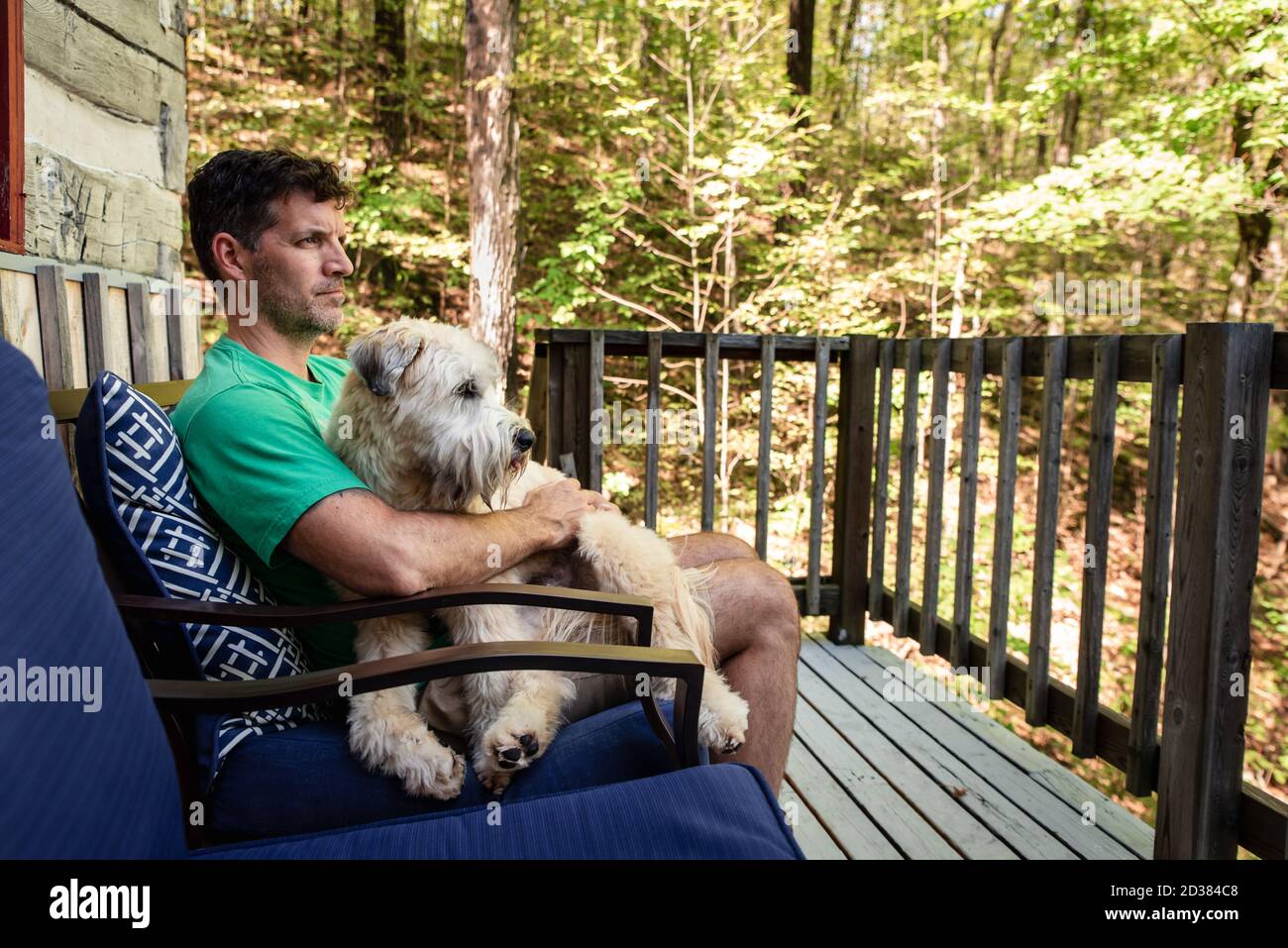 Irish wolfhound adult hi-res stock photography and images - Alamy