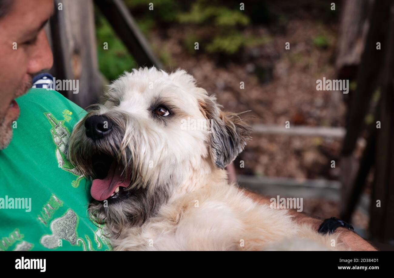 Are Carrots Good For A Sporting Lucas Terrier