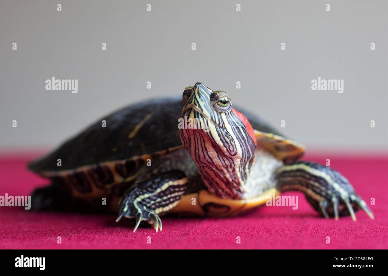 Slider Turtle High Resolution Stock Photography and Images - Alamy