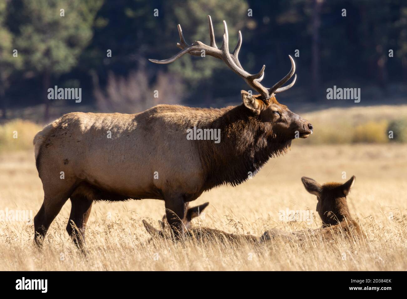 Elk herds during rut season in Rocky Mountain National Park Stock Photo ...