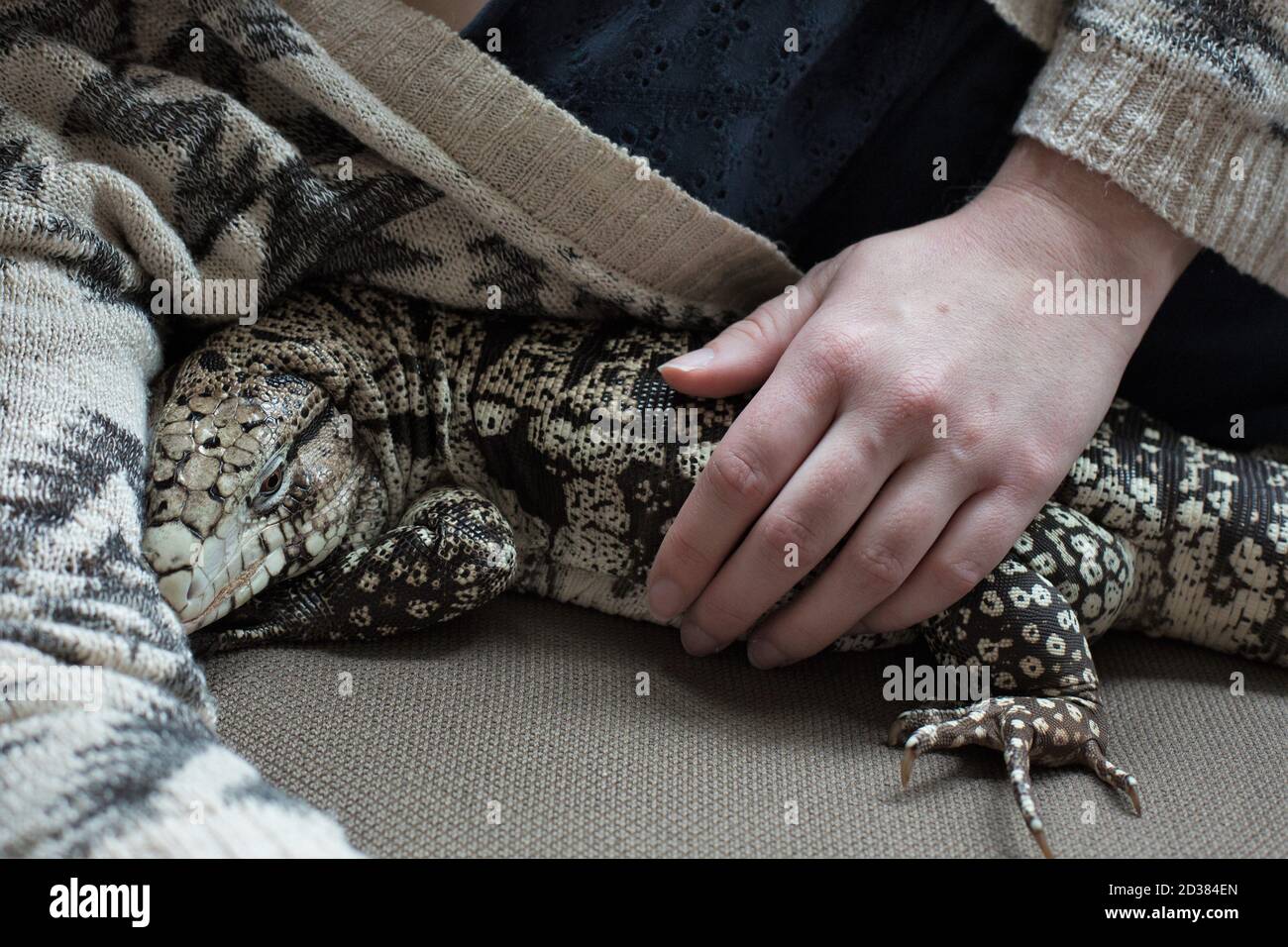 Argentine giant tegu hi-res stock photography and images - Alamy