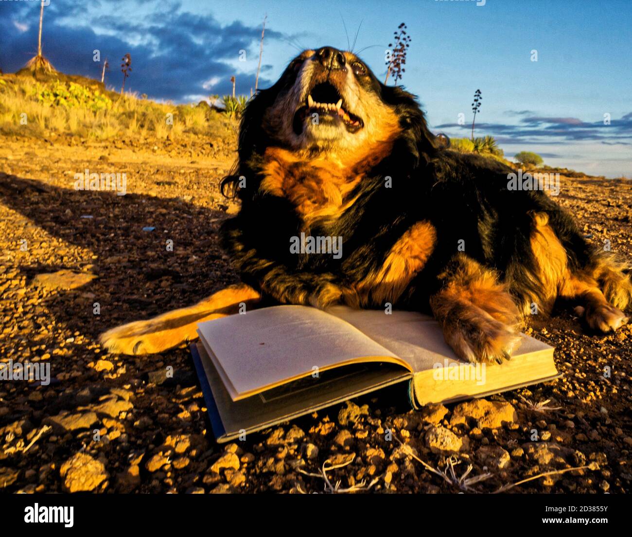 Black Dog Reading a Book Stock Photo - Alamy