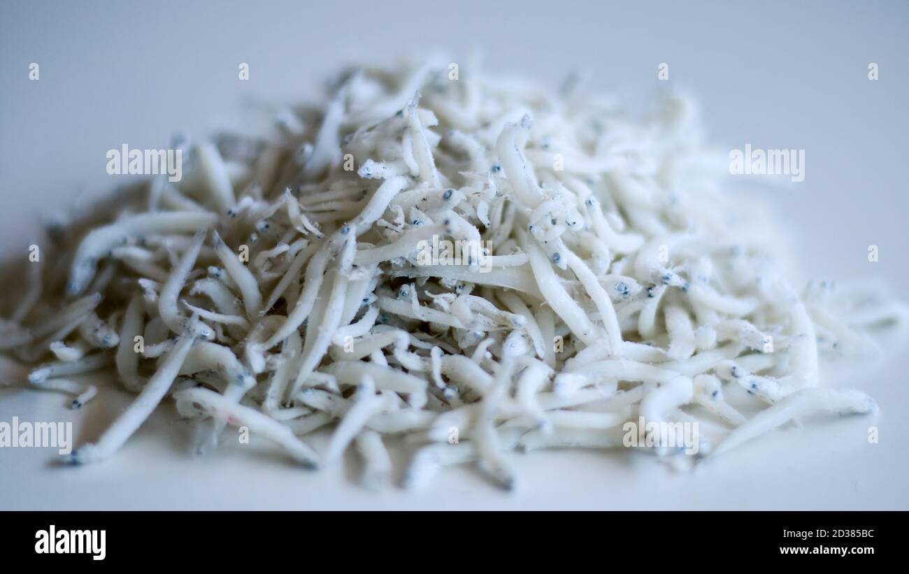 Anchovies or Engraulidae on white background Stock Photo - Alamy