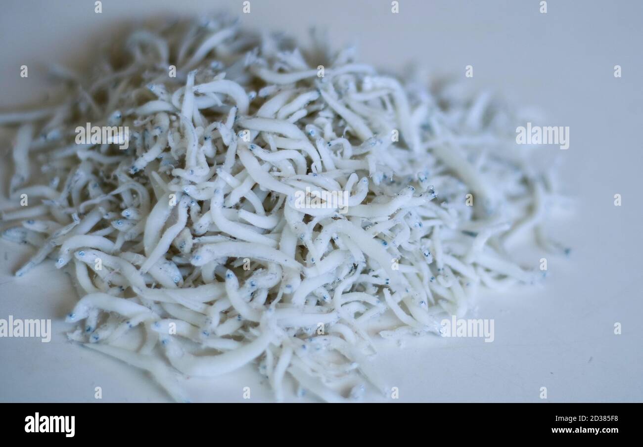 Anchoviella lepidento hi-res stock photography and images - Alamy