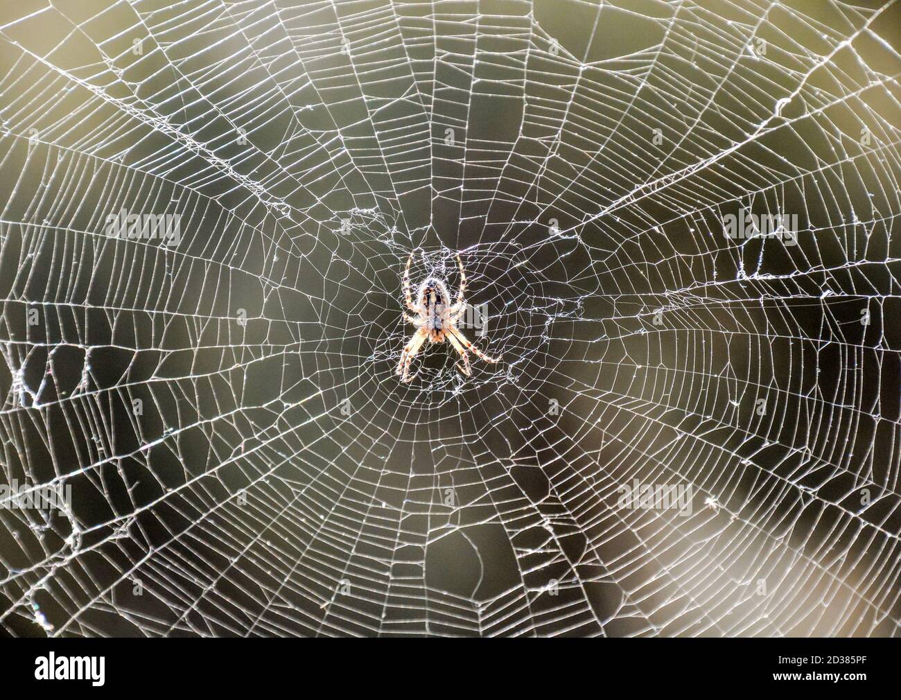 Spider and his Web Stock Photo - Alamy