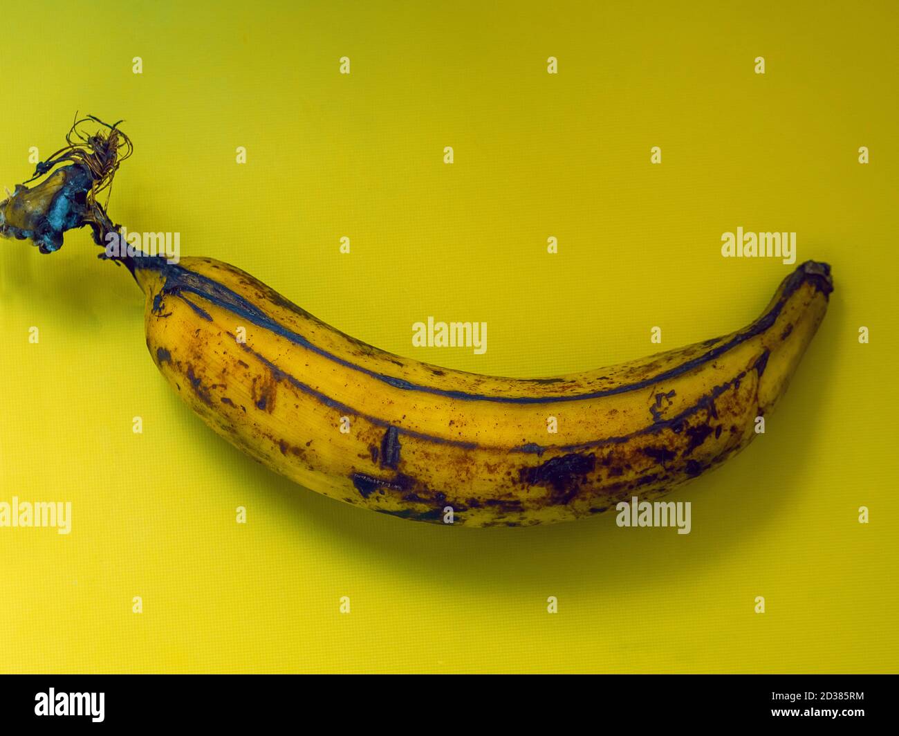 Single over ripe banana with a yellow background. Yellow Dominican ...