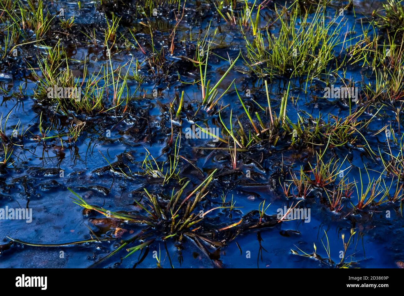 Natural peat-derived hydrocarbons floating on water creating colorful ...