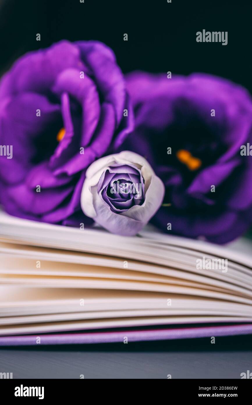 Gentian violet book hi-res stock photography and images - Alamy