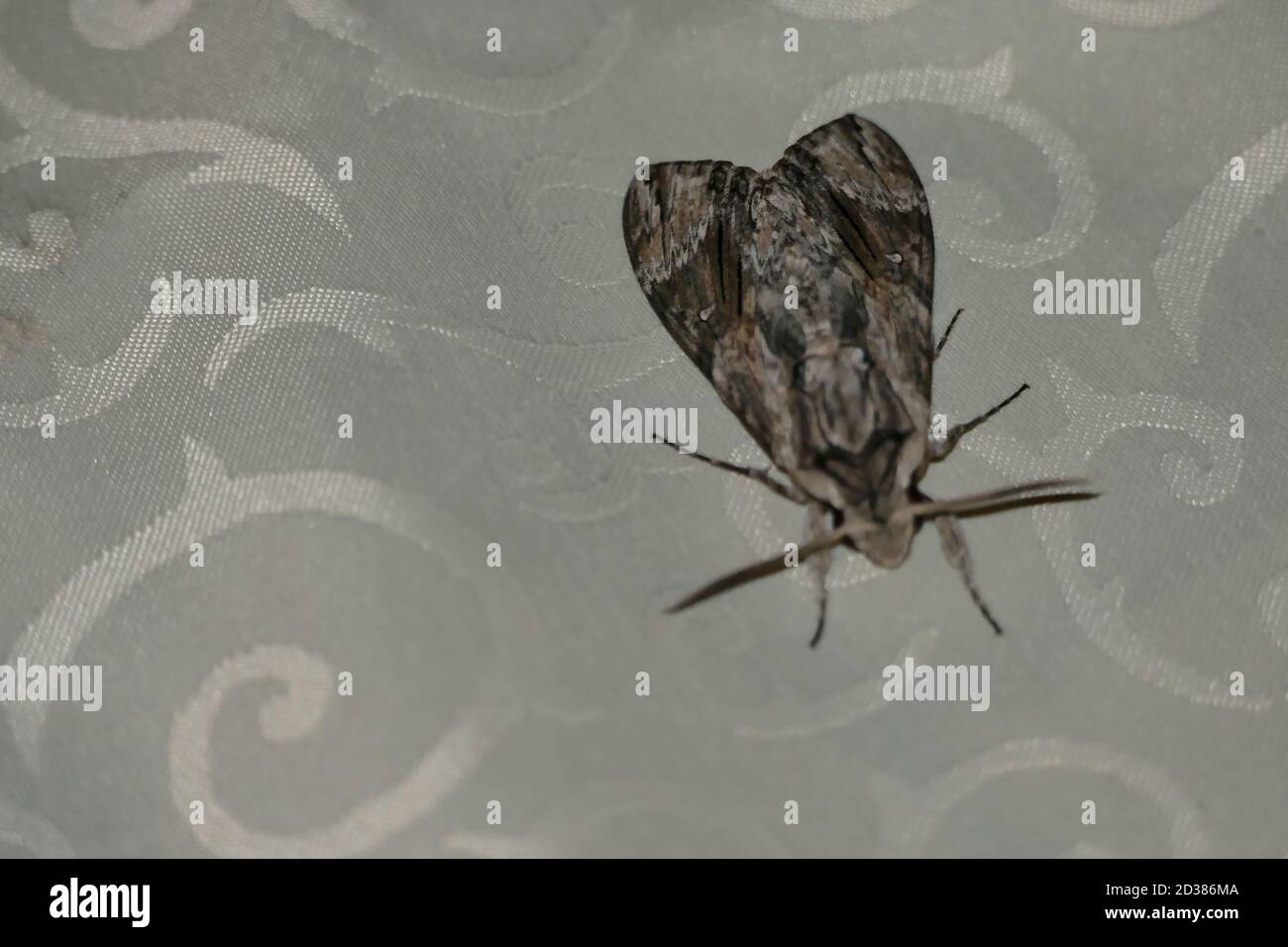 The beautiful giant silk moth butterfly Stock Photo - Alamy