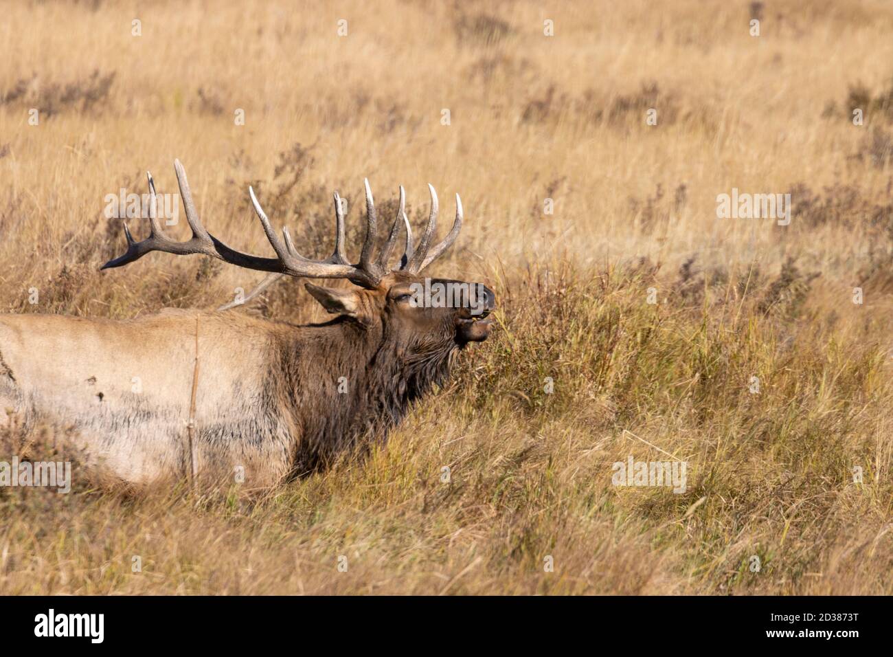 Elk herds during rut season in Rocky Mountain National Park Stock Photo ...