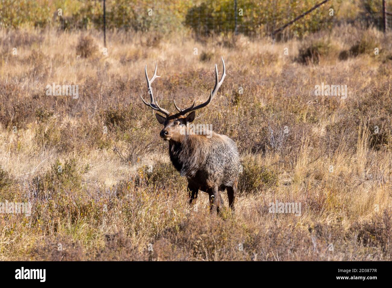 Elk herds during rut season in Rocky Mountain National Park Stock Photo ...