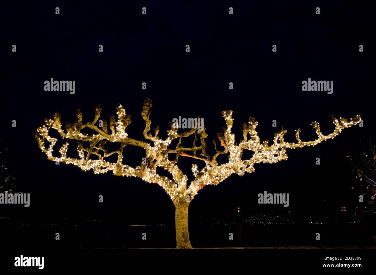 Illuminated Bare Tree at Night in switzerland Stock Photo - Alamy