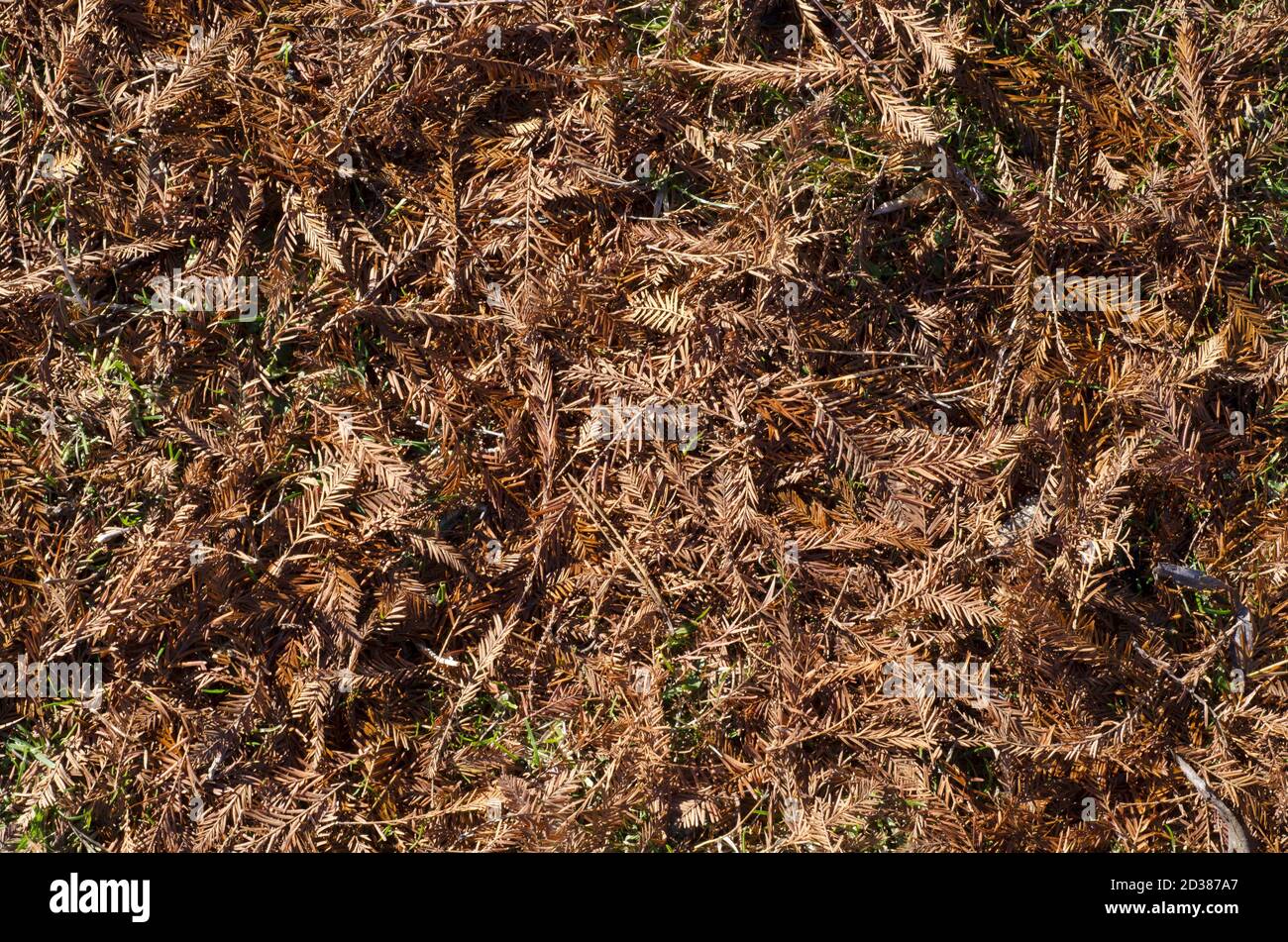 Tan needles hi-res stock photography and images - Alamy