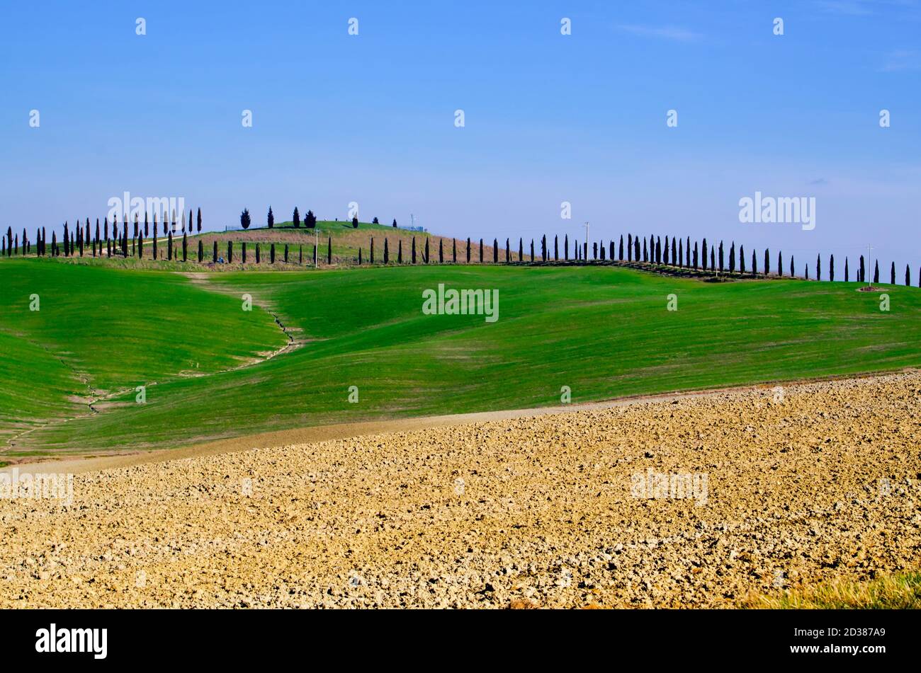 Agriculture Landscape with Plants and Hills in Tuscany, Italy Stock ...