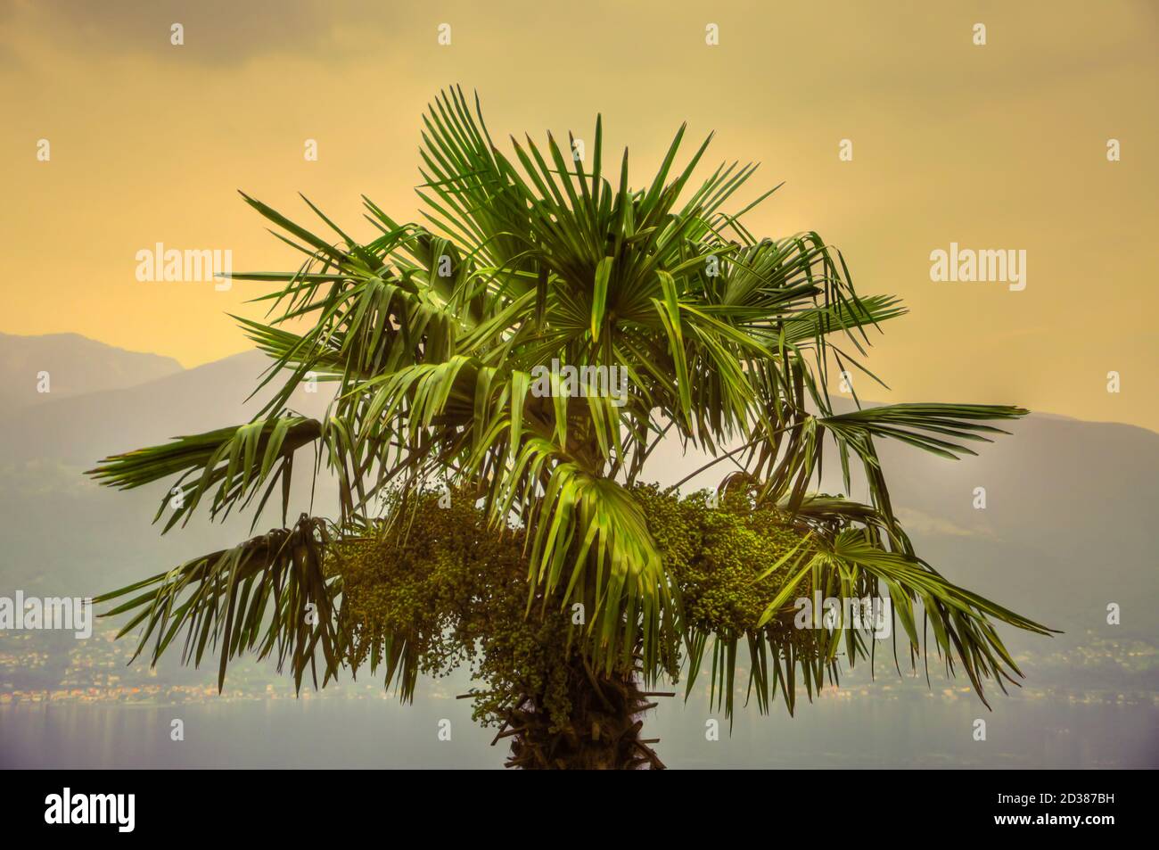 Palm Tree and Mountain in Switzerland Stock Photo - Alamy