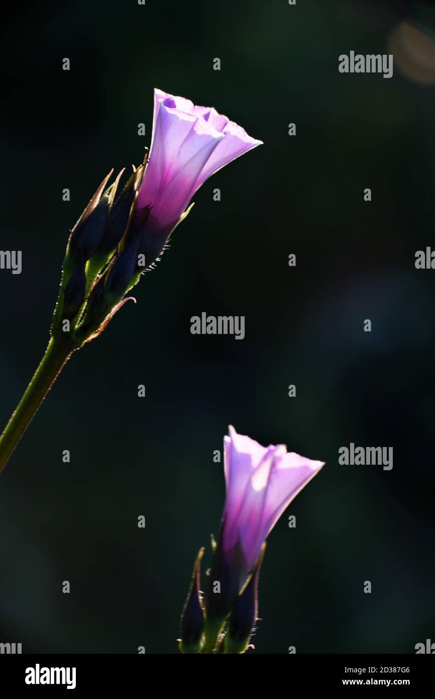 Purple flowers on bindweed vine Stock Photo - Alamy