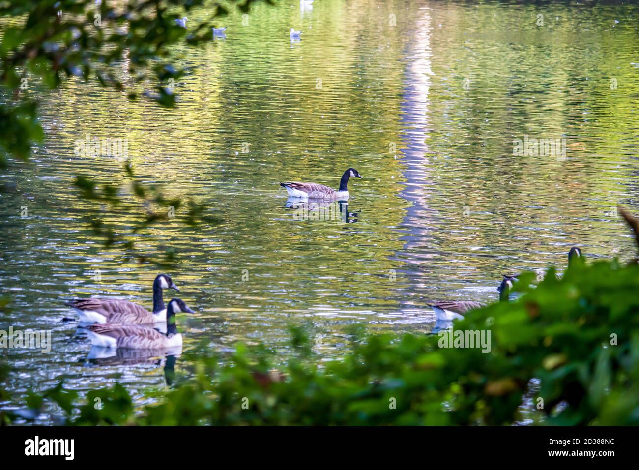 Ducks in an English park in Wolverhampton Stock Photo - Alamy