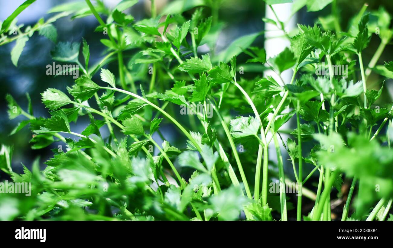 Celery leaves grow in hydroponic pots Stock Photo - Alamy