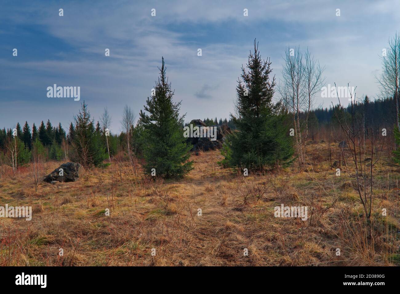 Forest meadow field landscape. Early spring forest meadow view. Forest ...