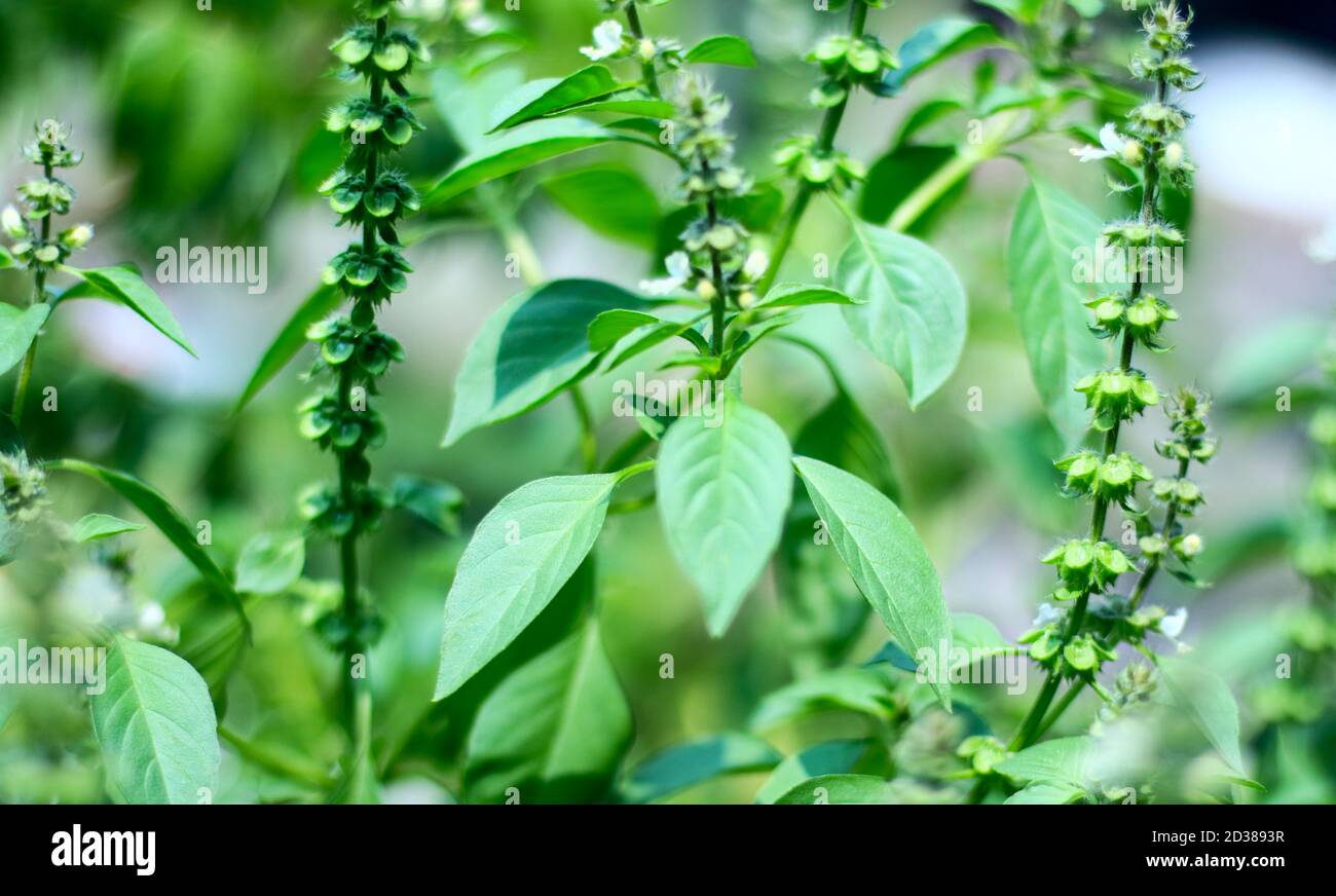 Basil leaves on trees in Indonesia Stock Photo - Alamy