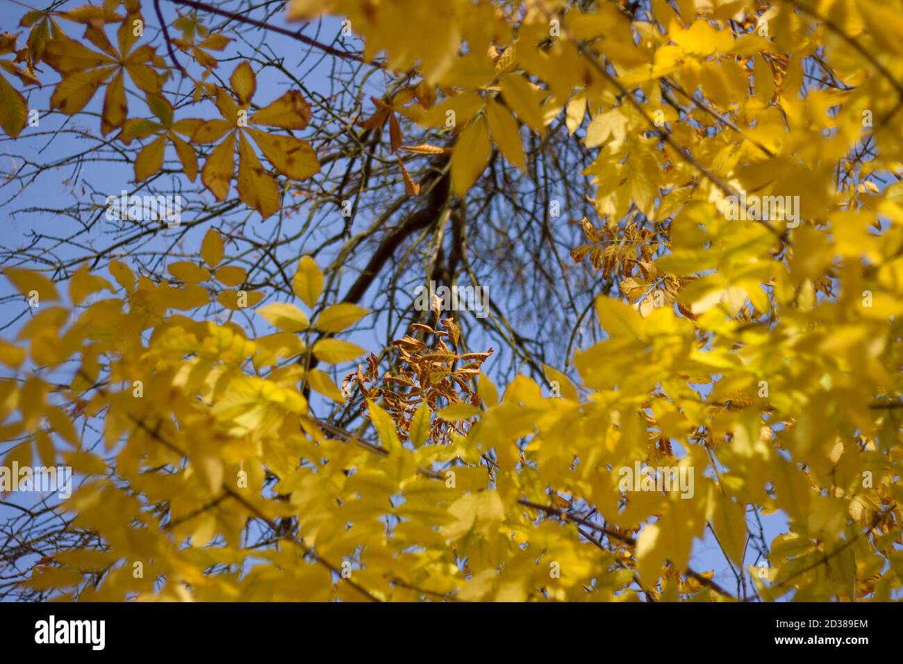Ash tree branches hi-res stock photography and images - Alamy