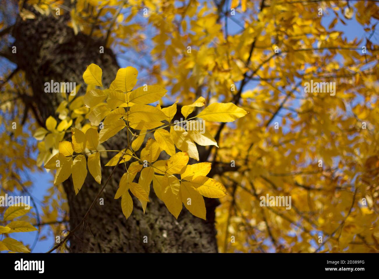 ash tree leaves with blue autumn sky Stock Photo - Alamy