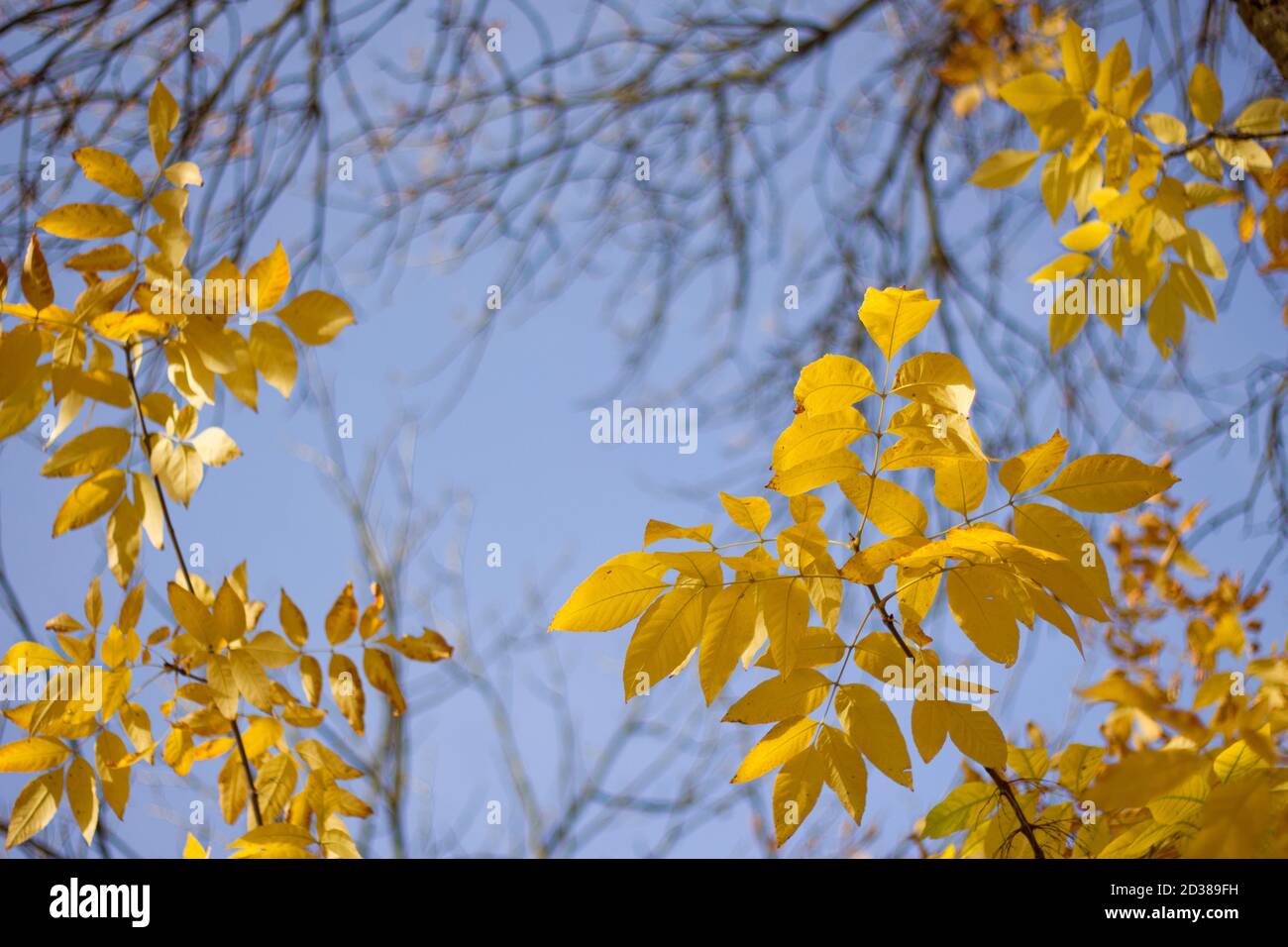 ash tree leaves with blue autumn sky Stock Photo - Alamy