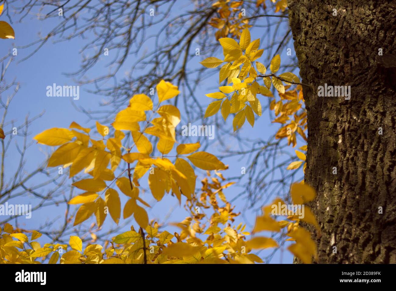 Ash tree branches hi-res stock photography and images - Alamy