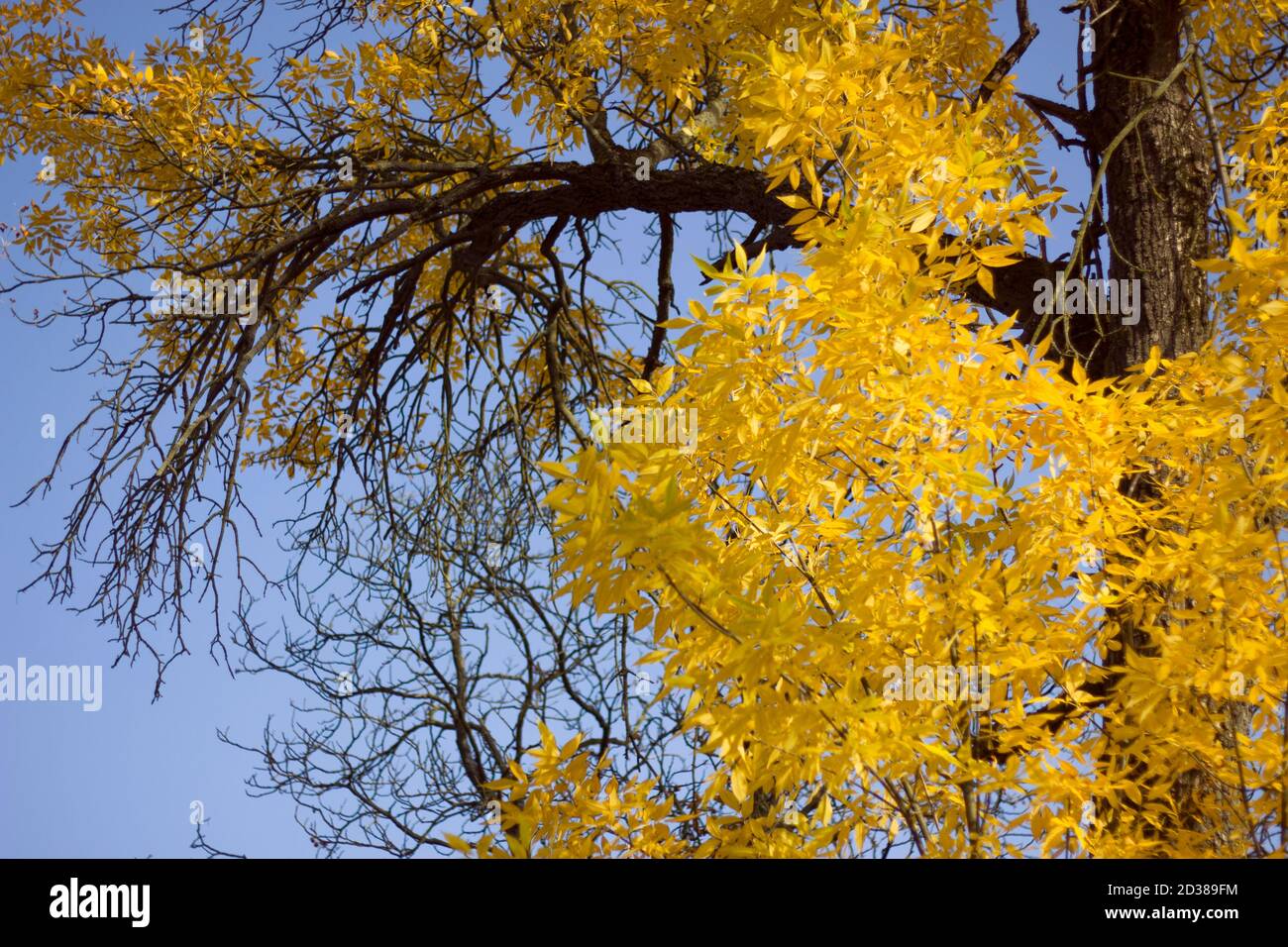 Yellow ash tree hi-res stock photography and images - Alamy