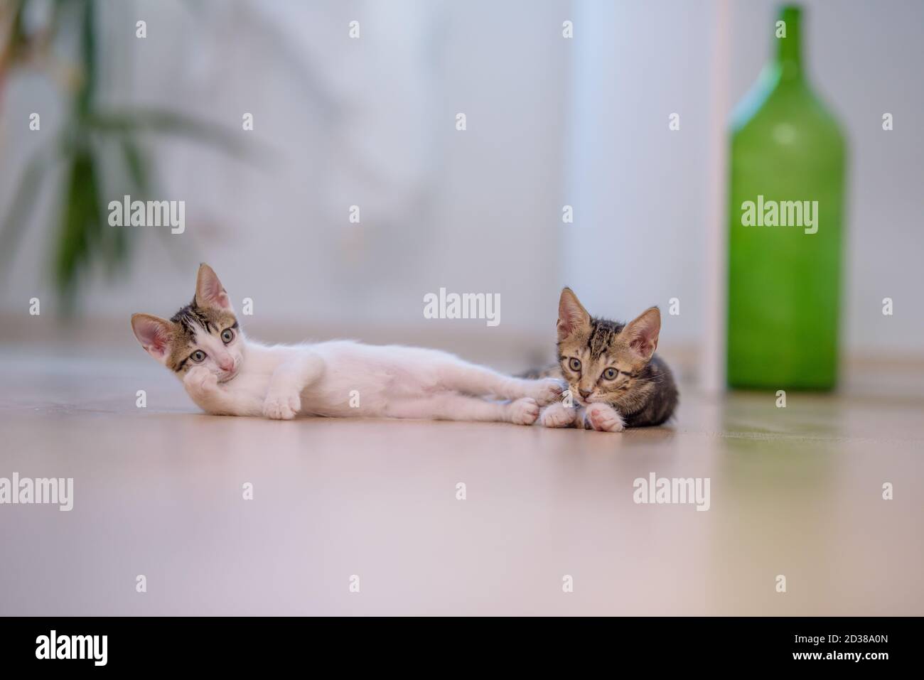 Closeup of two cute kittens lying on the floor with a blurry background ...