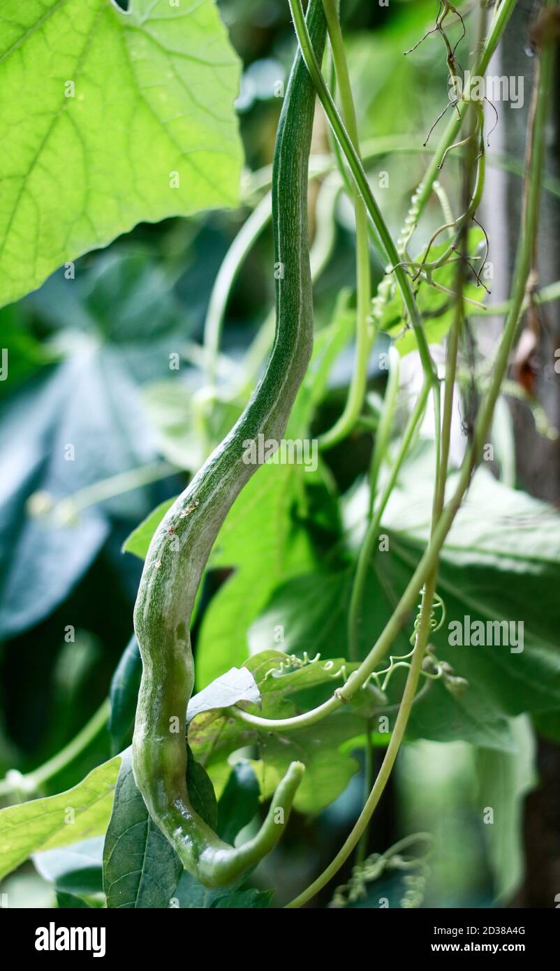 Snake gourd or pare belut growth on tree Stock Photo - Alamy