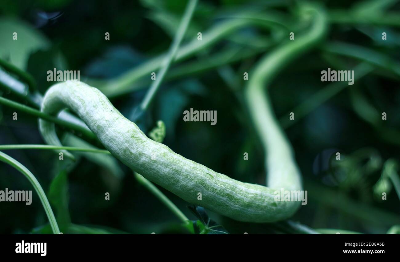 Pare tree hi-res stock photography and images - Alamy